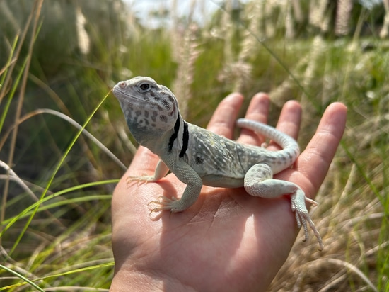 Collard Lizard Collared Lizard by Mutant Reptiles