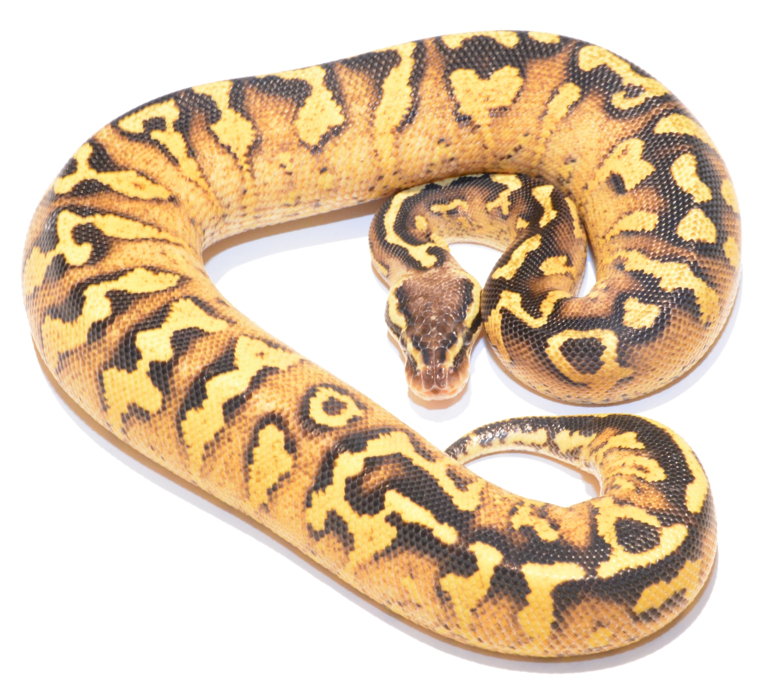 Pastel Super Asphalt Ball Python by Mutation Creation - MorphMarket
