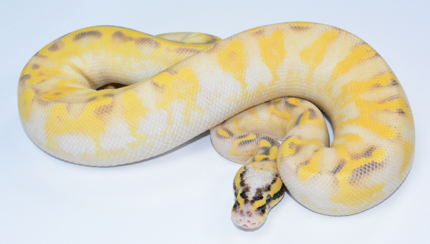 Super Pastel Orange Dream Freeway Ball Python by Mutation Creation ...