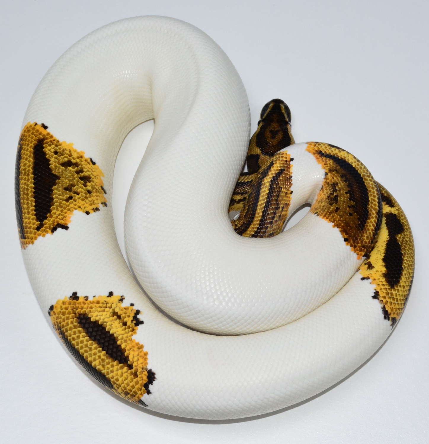 YB Piebald Het Lavender Ball Python by Mutation Creation - MorphMarket
