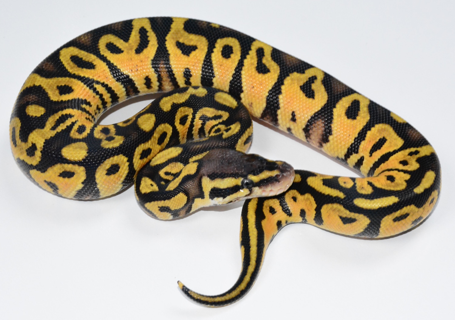 Pastel Asphalt Ball Python by Mutation Creation - MorphMarket