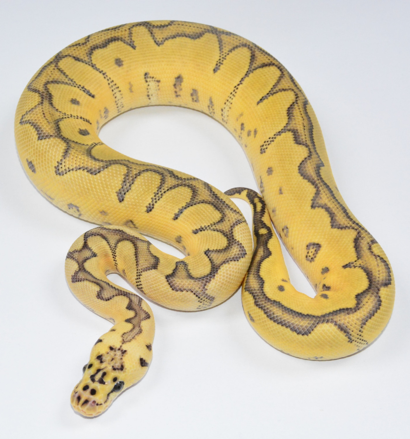 Firefly Clown Ball Python by Mutation Creation - MorphMarket
