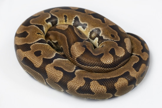 Puzzle Ball Python by Mutation Creation
