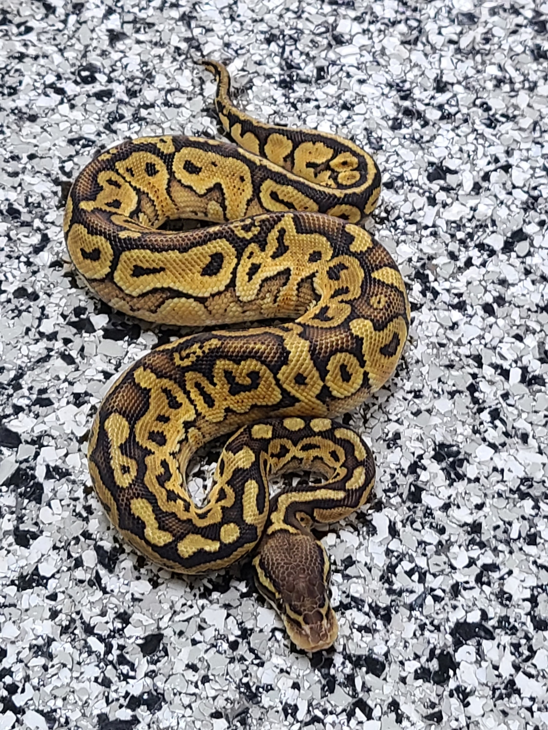 Pastel Special 66% Het Monsoon Ball Python by Mutation Creation ...