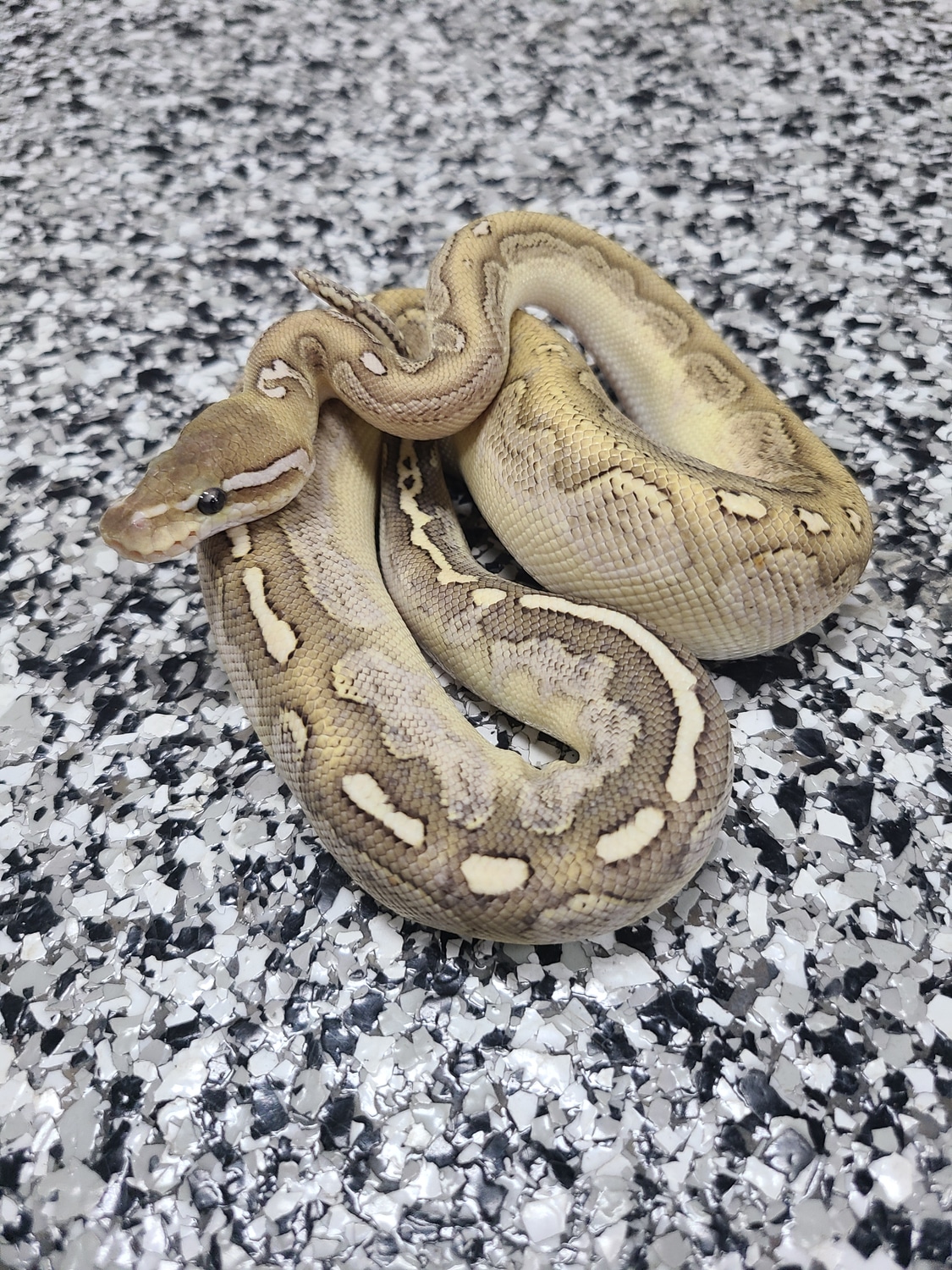 Bamboo Hurricane Ball Python by Mutation Creation - MorphMarket