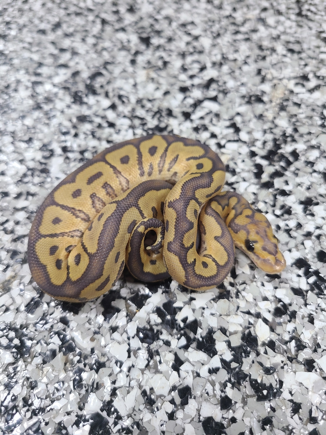 Ghost Clown Ball Python by Mutation Creation - MorphMarket