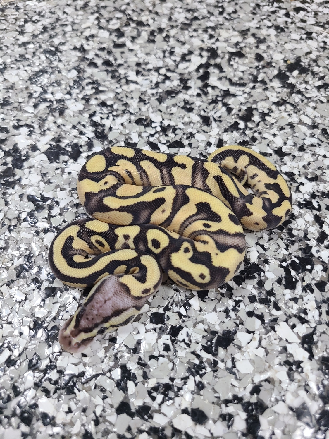 Pastel Orange Dream Fire Het Clown Ball Python by Mutation Creation ...