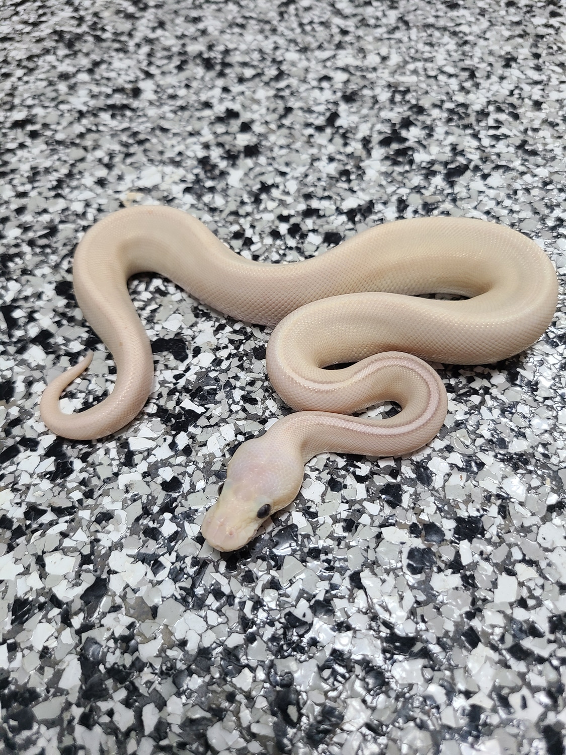 Banana Pastel Spotnose Het Clown Poss Black Head Or Mojave Ball Python ...