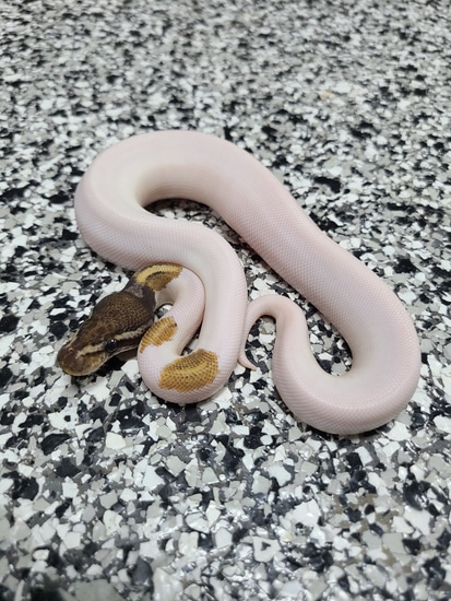Mojave Yellow Belly Piebald 100 Het Lavender Ball Python By Mutation