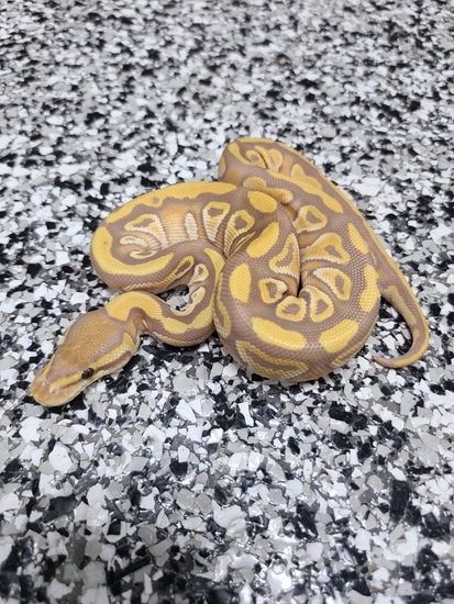 Mojave Ultramel Het Clown/Het Cryptic 50% Caramel Ball Python by ...