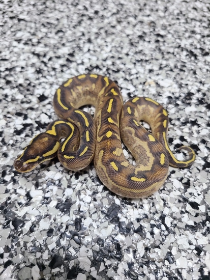 Enchi Freeway Ball Python By Mutation Creation
