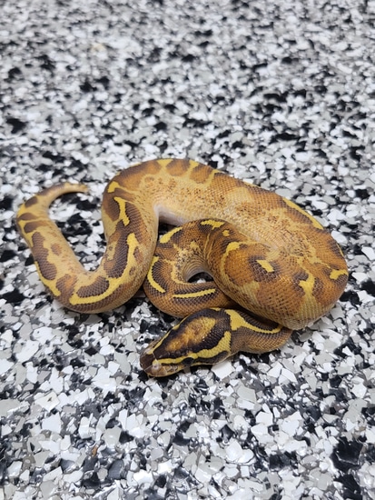 Enchi Fire Freeway Ball Python By Mutation Creation