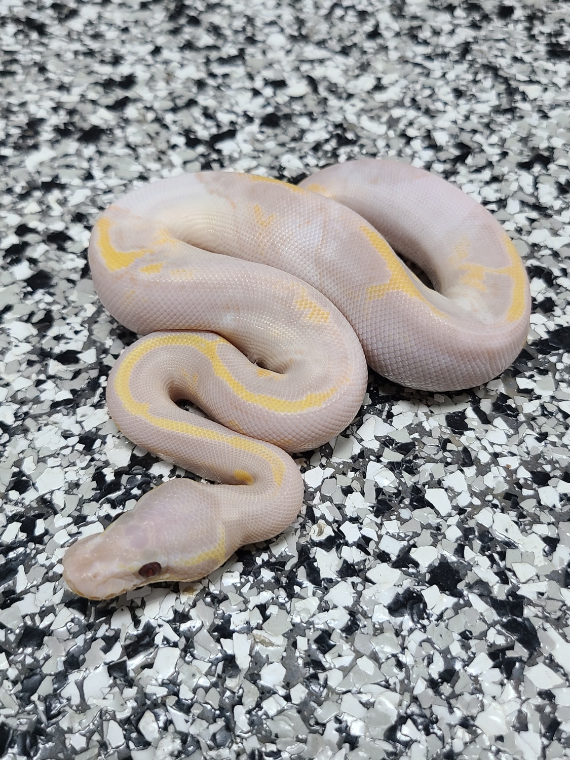 Super Banana Piebald Ball Python by Mutation Creation - MorphMarket