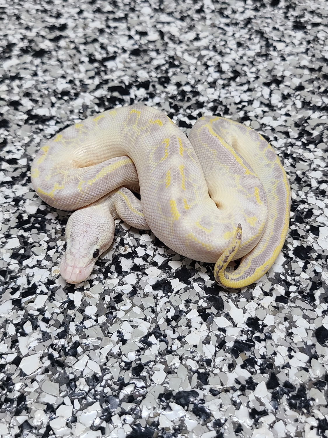 Pastel Leopard Ivory 50% Het Clown Ball Python by Mutation Creation ...