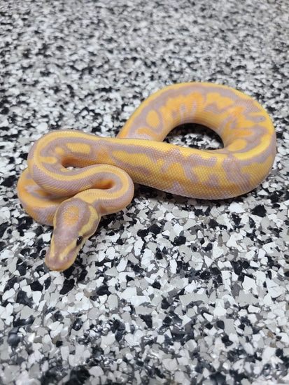 Banana Piebald Ball Python by Mutation Creation