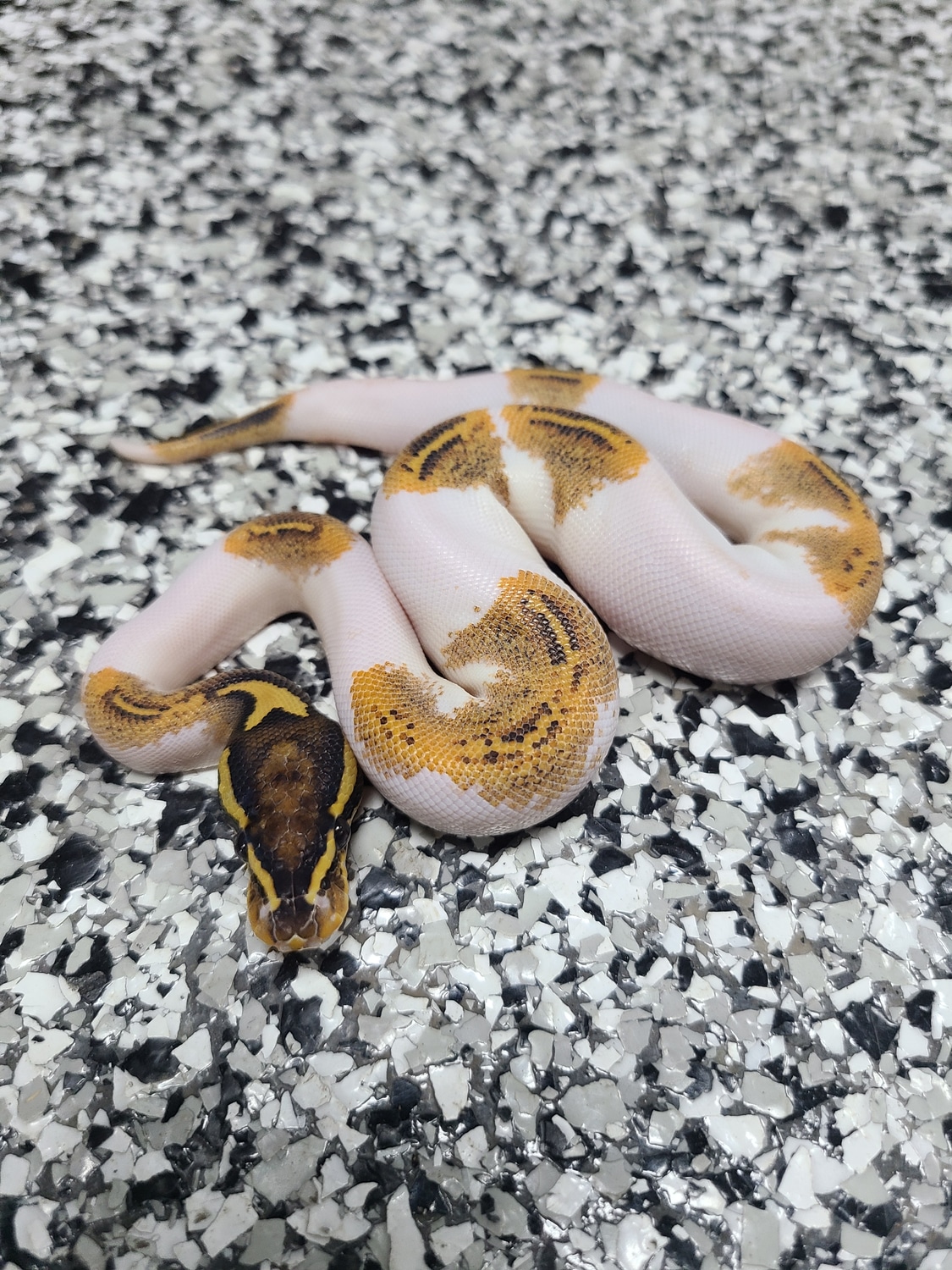 Freeway Piebald Ball Python by Mutation Creation - MorphMarket