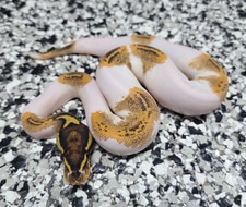 Pastel Leopard Freeway 100% Het Piebald 50% Het Clown Ball Python by ...