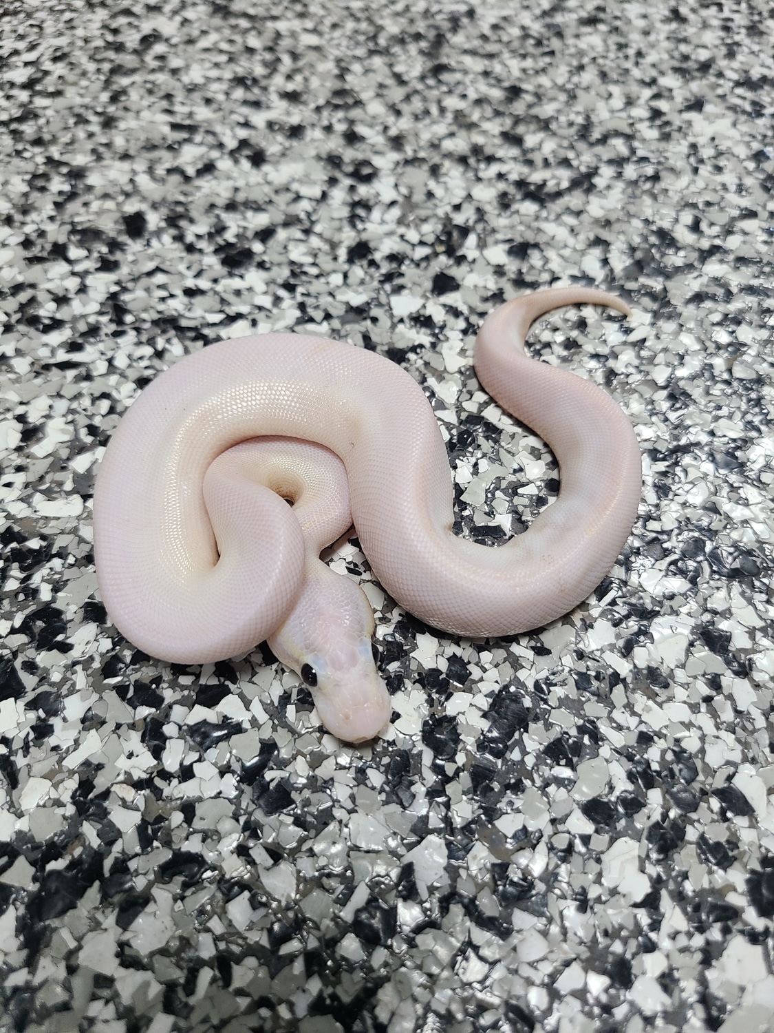 Pastel Ivory 100% Het Piebald Poss Super Pastel Ball Python by Mutation ...