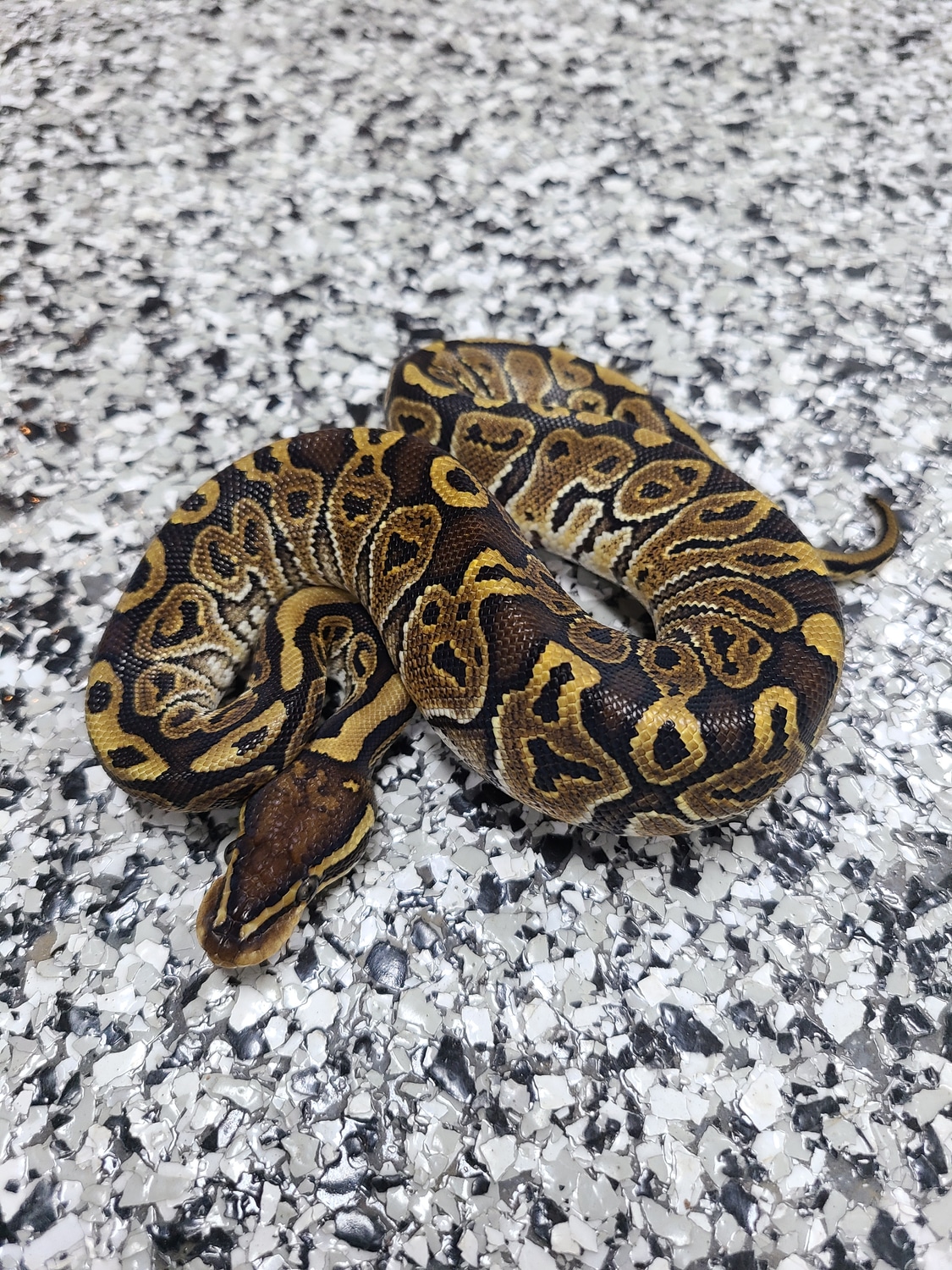 Special 66% DH Monsoon/Pied Ball Python by Mutation Creation - MorphMarket