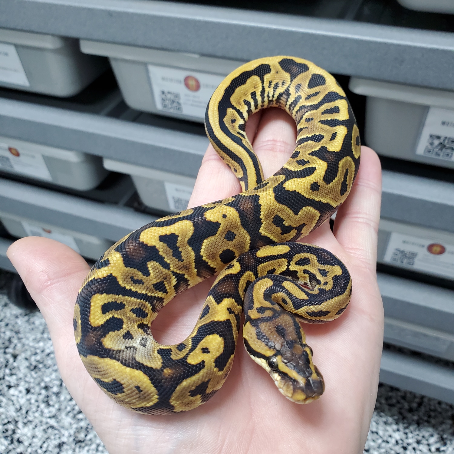Leopard Yellow Belly Special Het Ghost 50% DH Monsoon/Piebald Ball ...