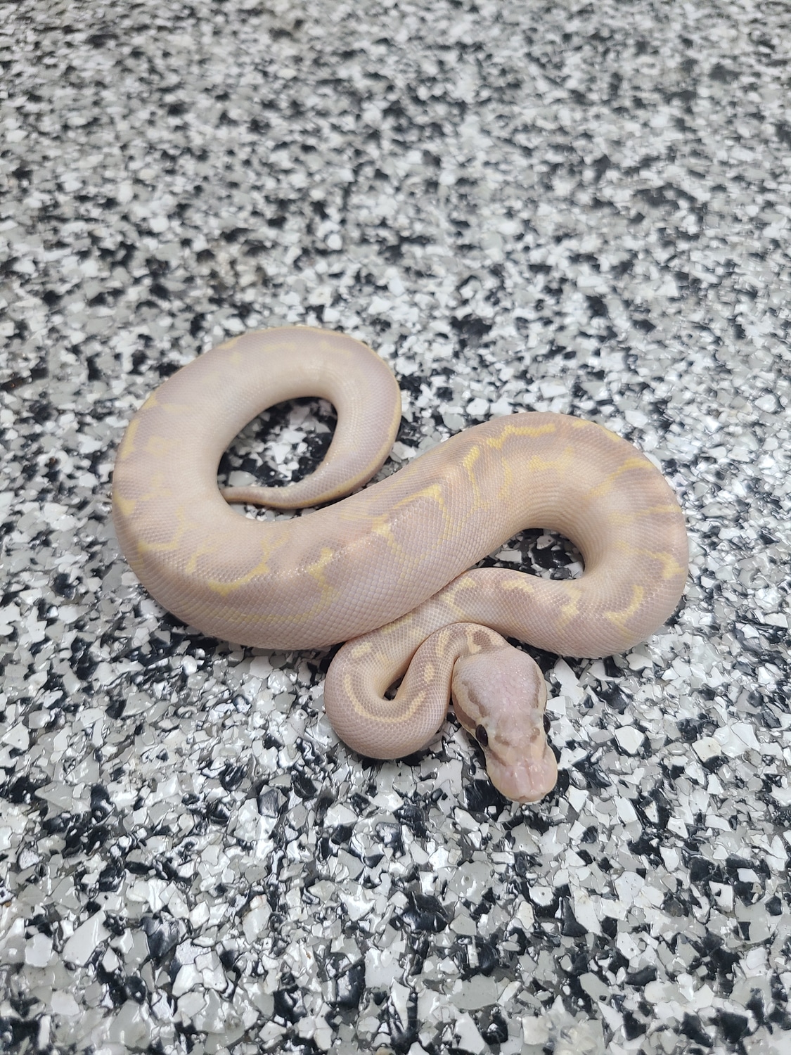 Banana Pastel Freeway 66% Clown Poss Enchi (FM) Ball Python by Mutation ...