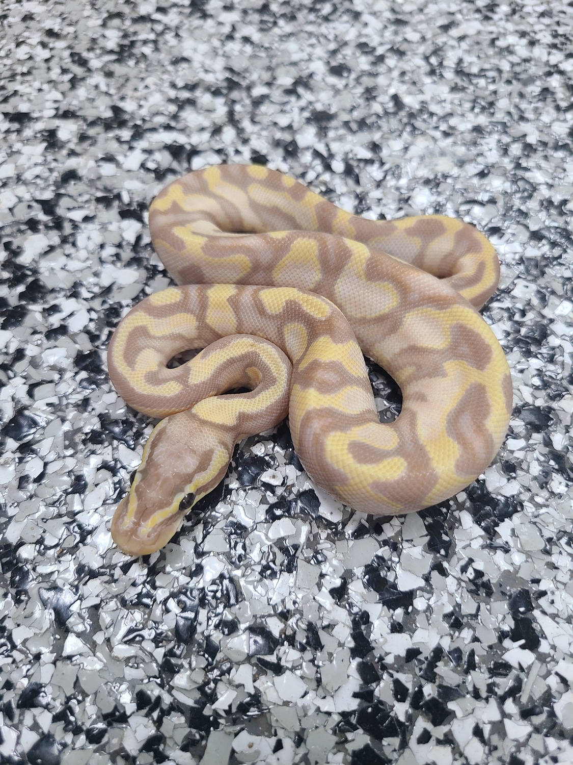 Banana Pastel Enchi Asphalt/YB 66% Clown (FM) Ball Python by Mutation ...