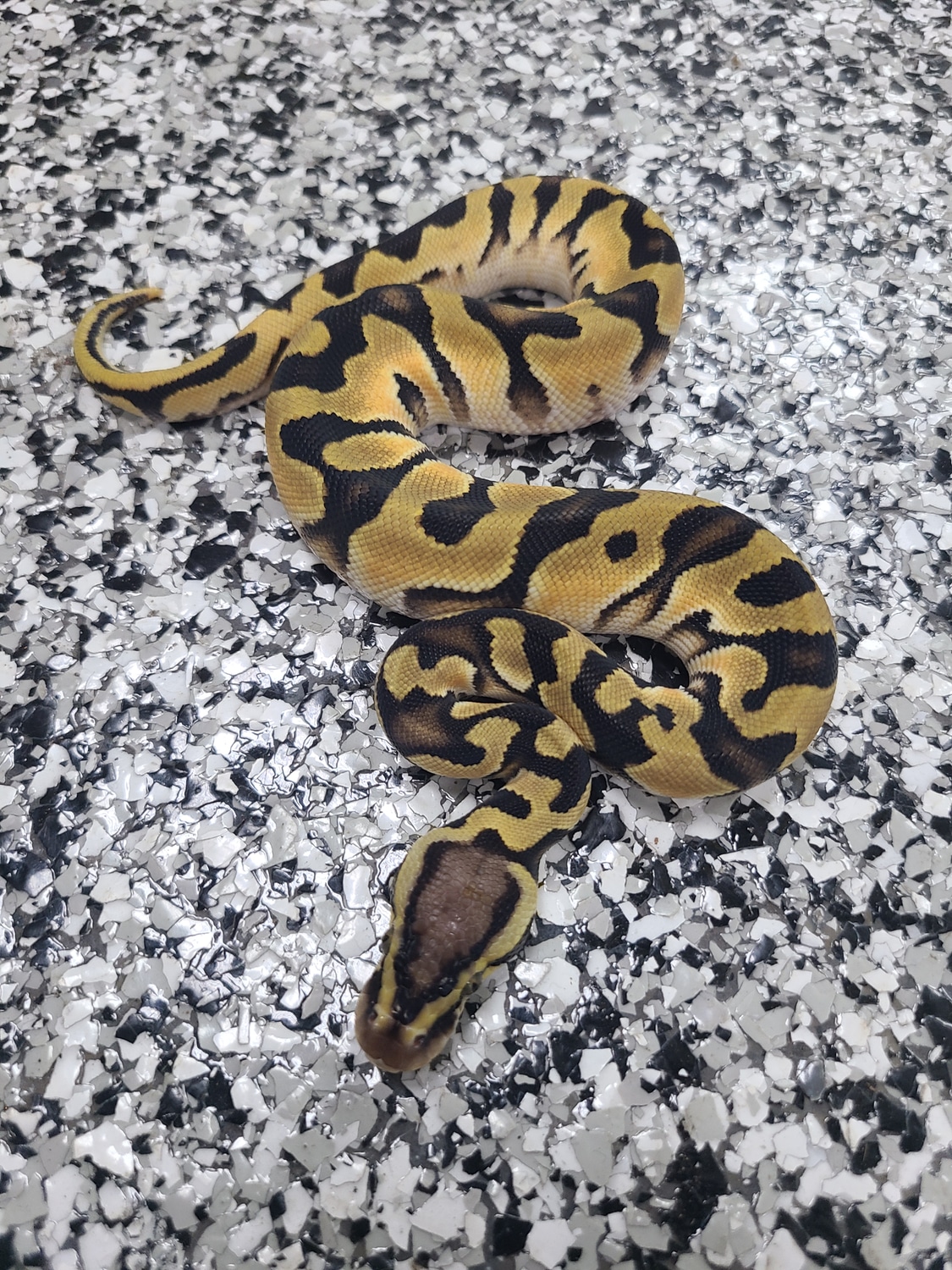 Pastel Super Orange Dream DH Clown/Pied Ball Python by Mutation ...