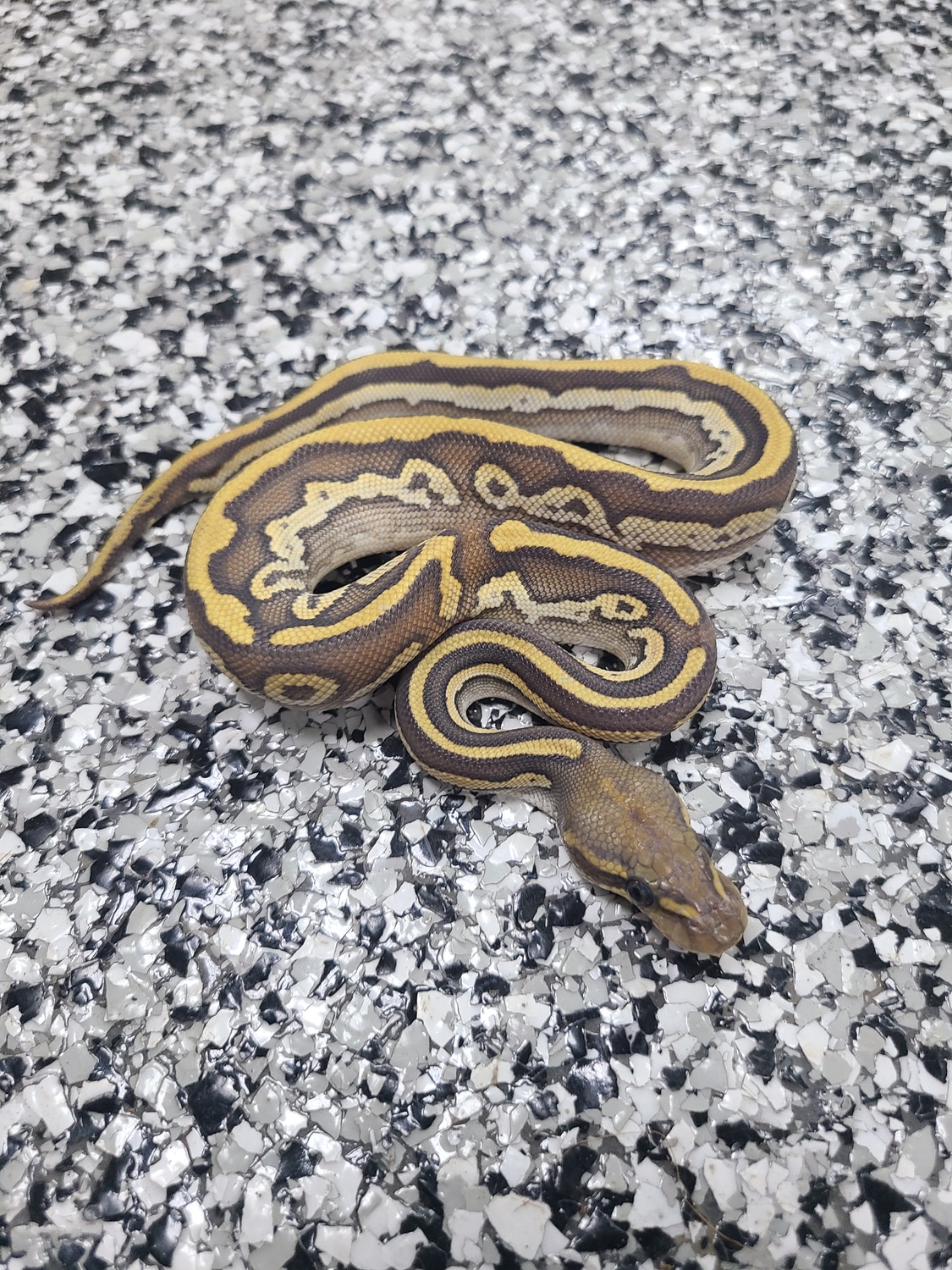 Leopard Mojave Asphalt Ghost 50% Pied Ball Python by Mutation Creation ...