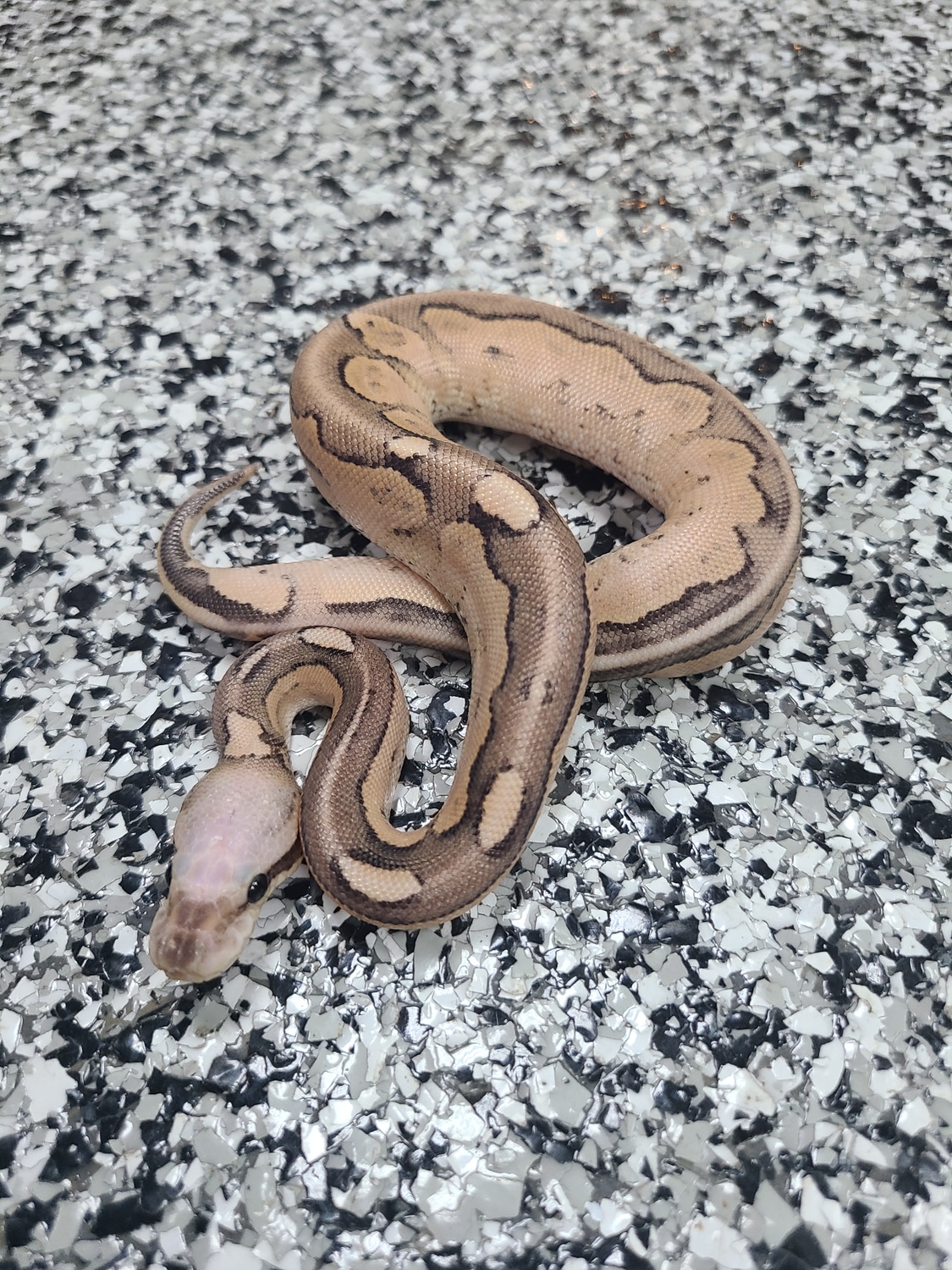 OD Cinnamon Pastel Vanilla Cream 50% Het Hypo Ball Python by Mutation ...