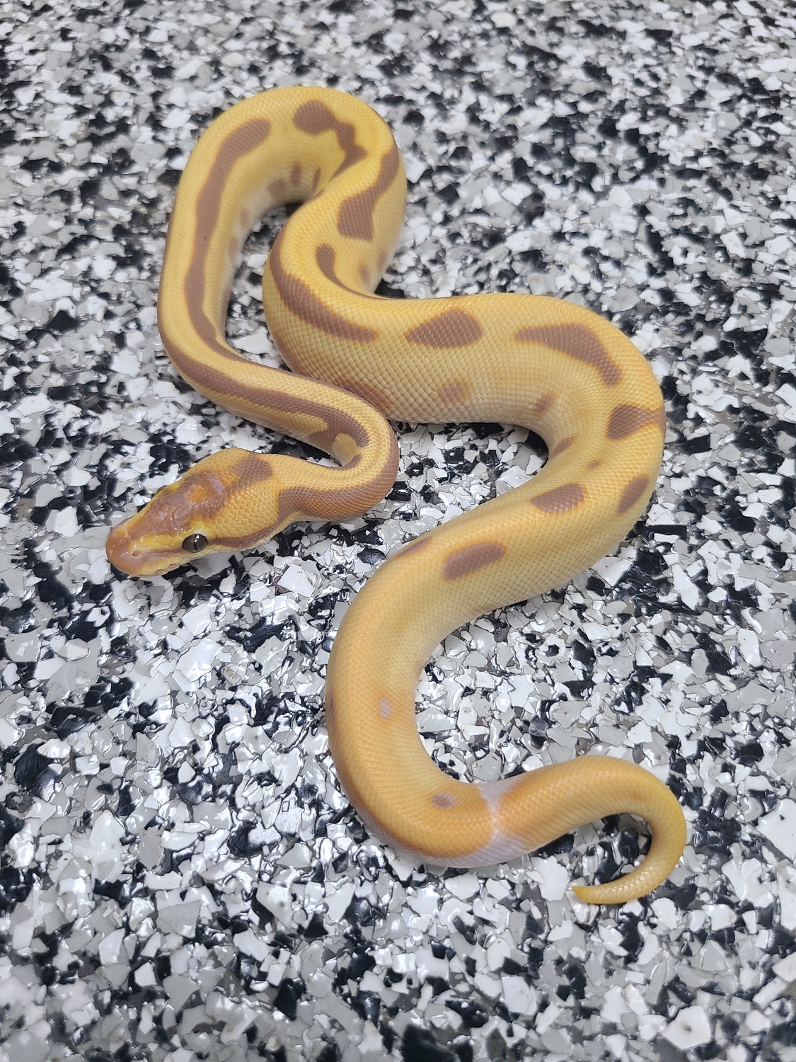 Banana Leo Enchi Super Orange Dream Poss YB Het Pied Ball Python by ...