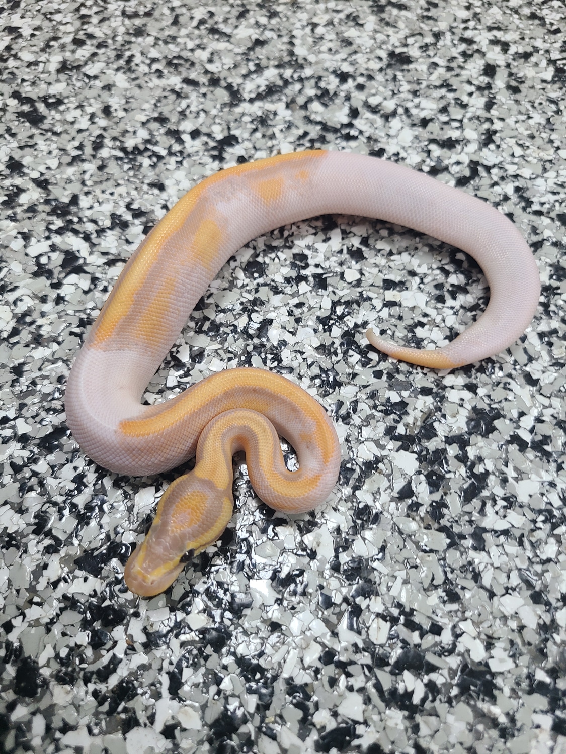 Banana Orange Dream Leopard Pied Ball Python by Mutation Creation ...