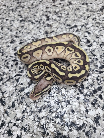 Pastel Lesser Orange Dream DH Ghost/Clown Ball Python by Mutation Creation