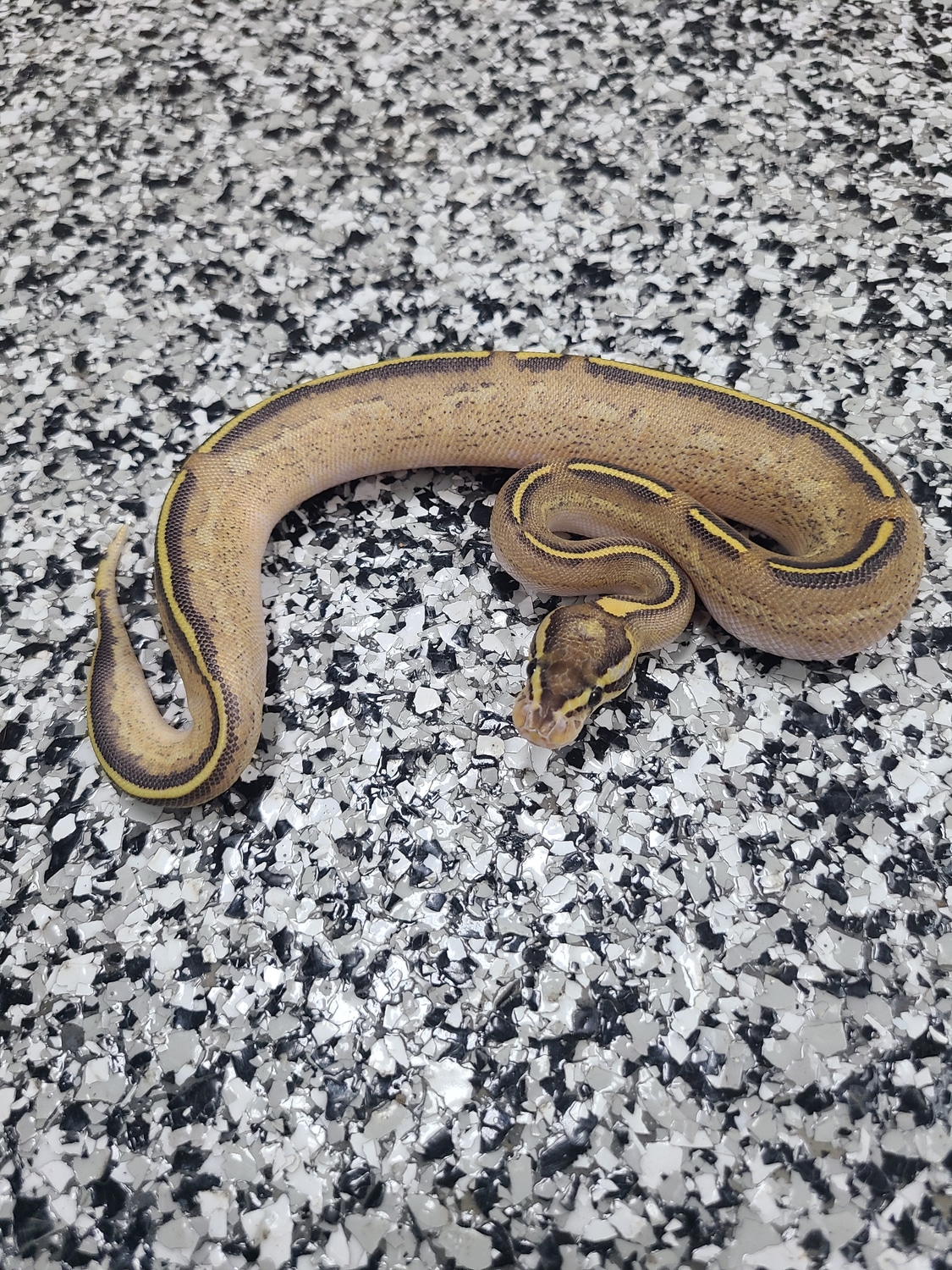 Fire Freeway Ball Python by Mutation Creation - MorphMarket