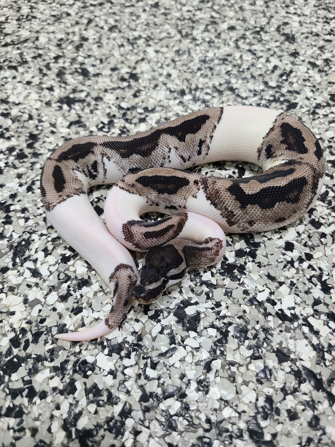 Lightning Piebald Ball Python by Mutation Creation - MorphMarket