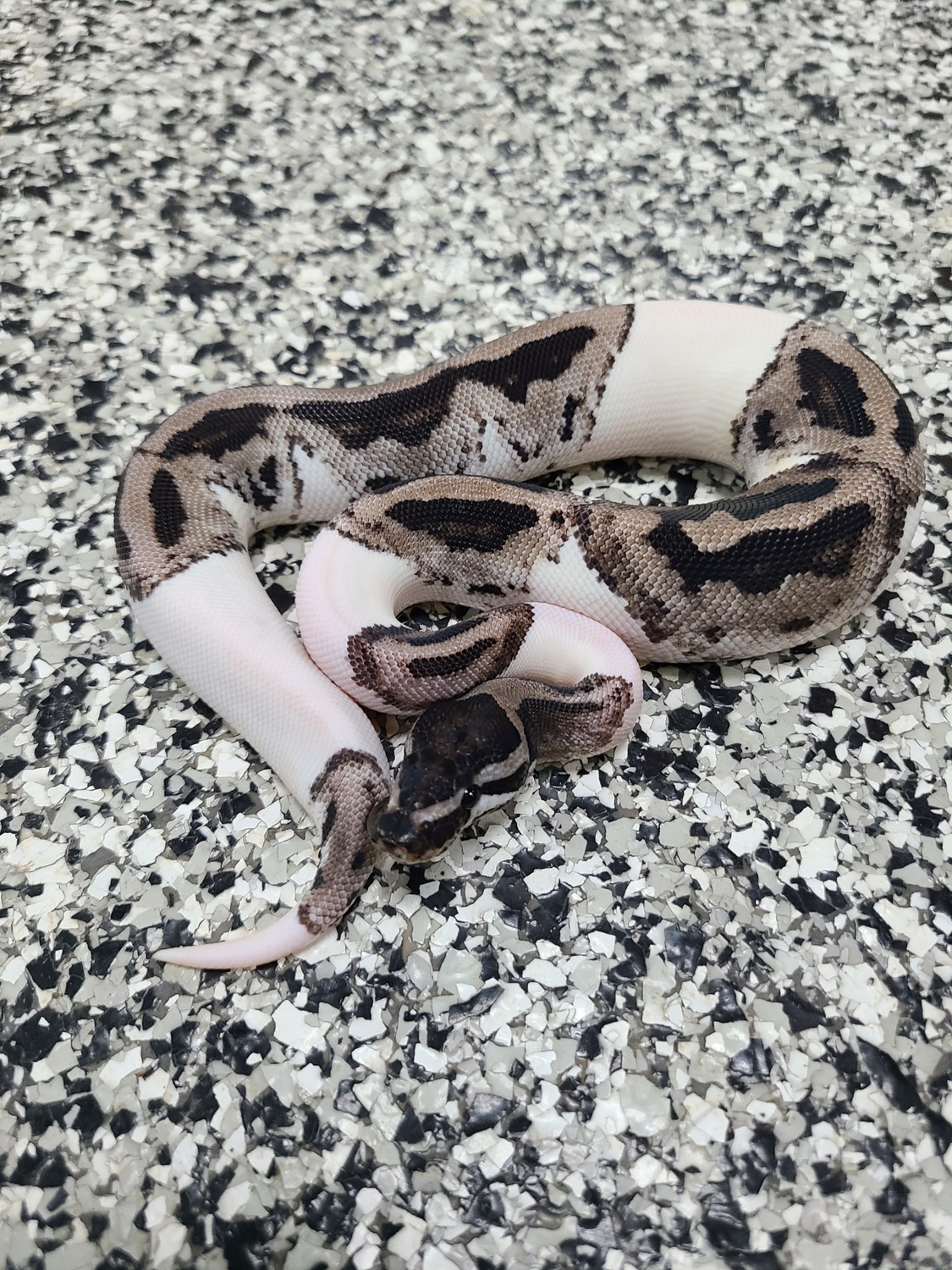 Lightning Piebald Ball Python by Mutation Creation - MorphMarket