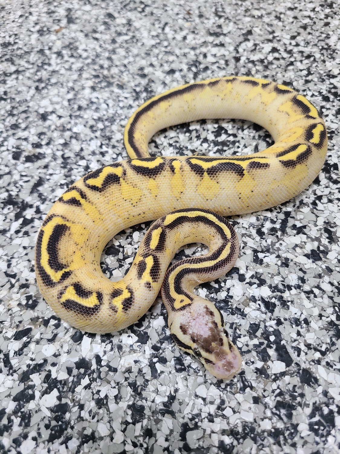 Pastel Freeway Ball Python by Mutation Creation - MorphMarket
