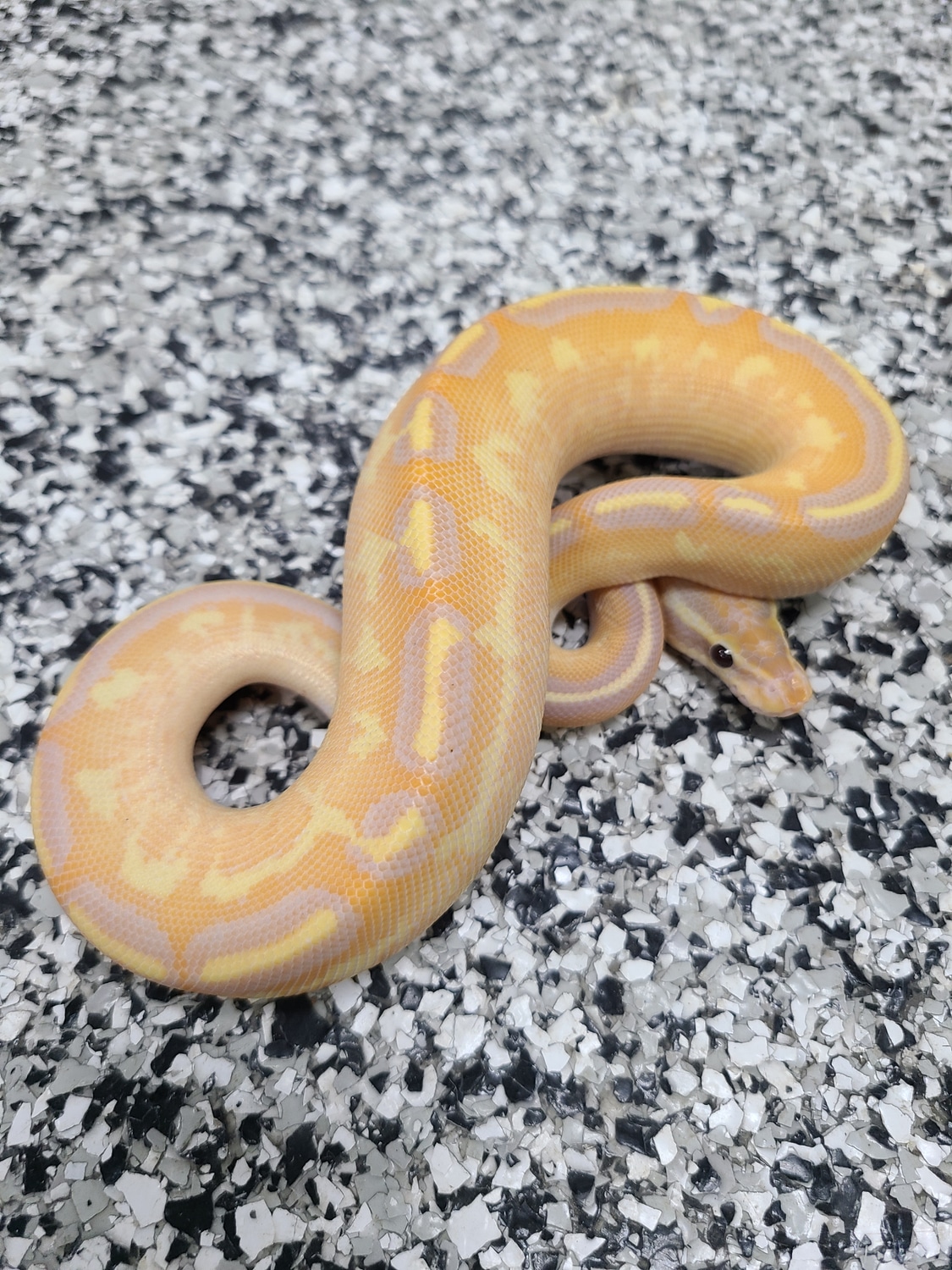 Banana Freeway Ball Python by Mutation Creation - MorphMarket