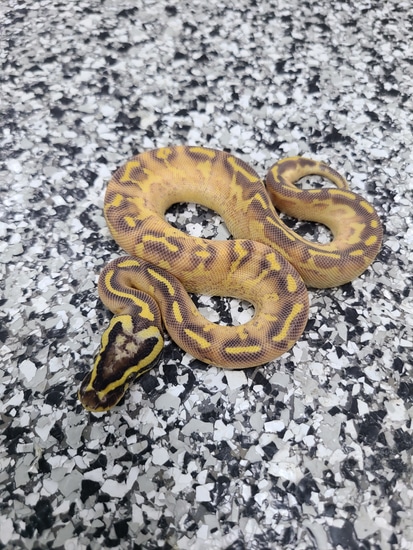 Pastel Enchi Freeway Het Lavender Ball Python by Mutation Creation