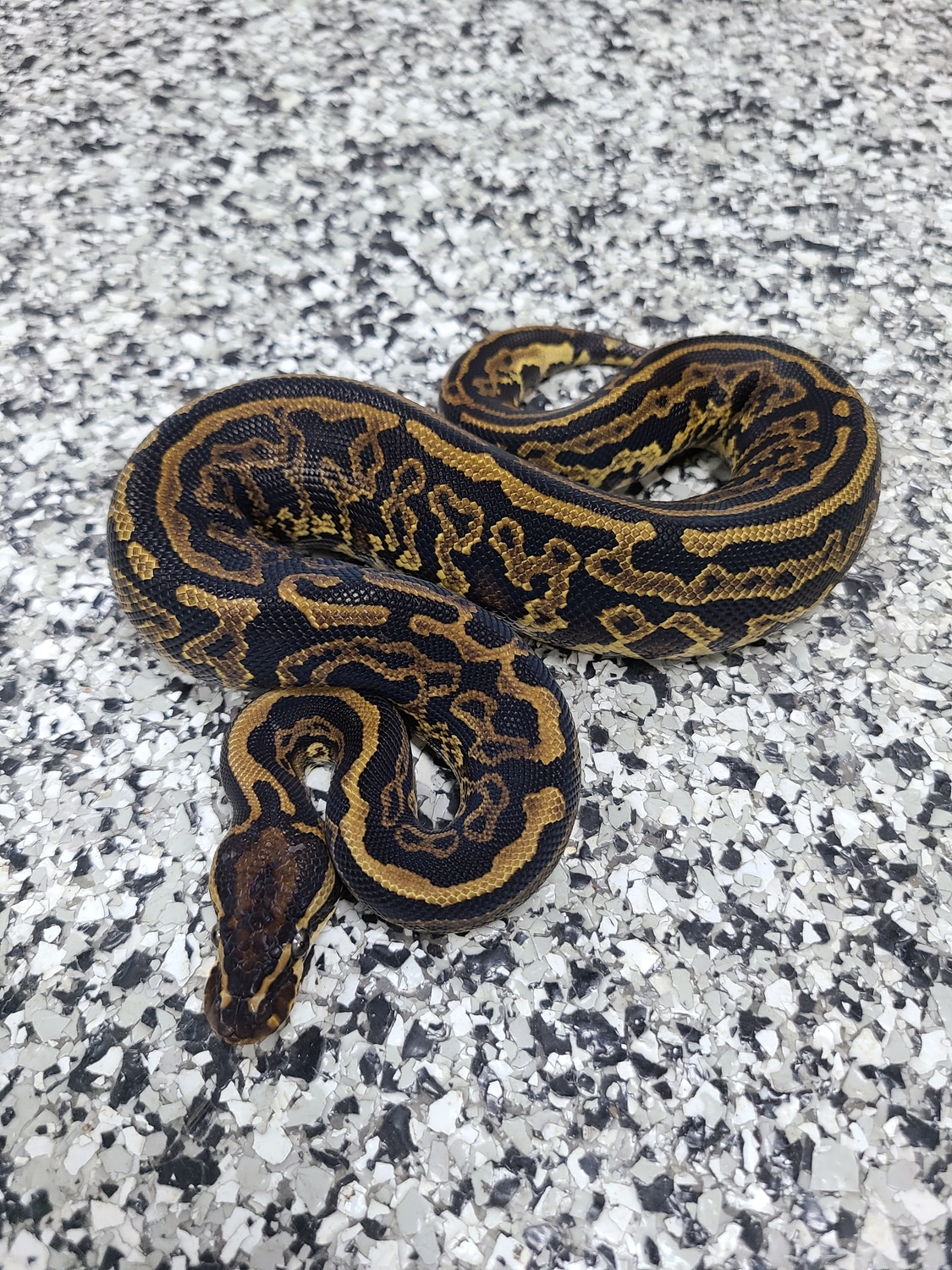 Leopard Yellow Belly 66% DH Monsoon/Piebald Ball Python by Mutation ...