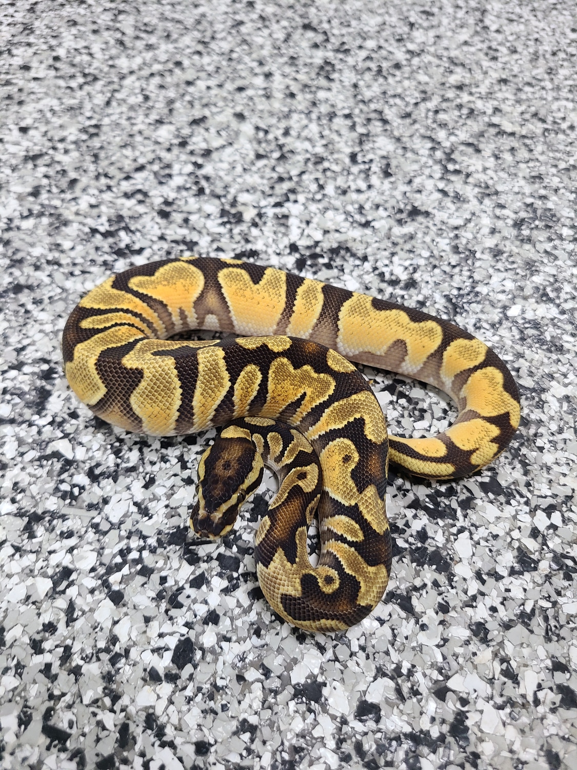 Enchi Orange Dream Asphalt/Yellow Belly Ball Python by Mutation ...