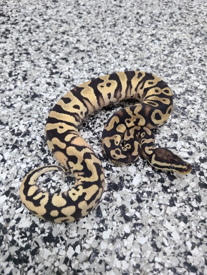 Pastel Orange Dream DH Clown/Piebald Ball Python by Mutation Creation