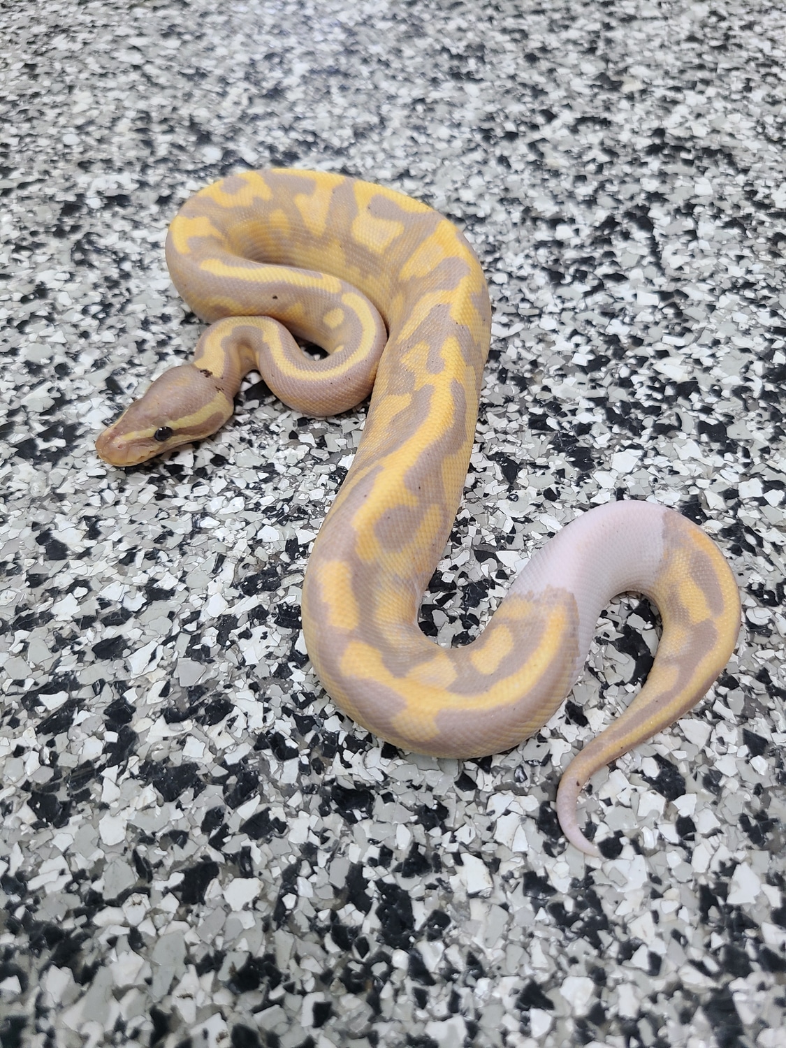 Banana Java Piebald Ball Python by Mutation Creation - MorphMarket