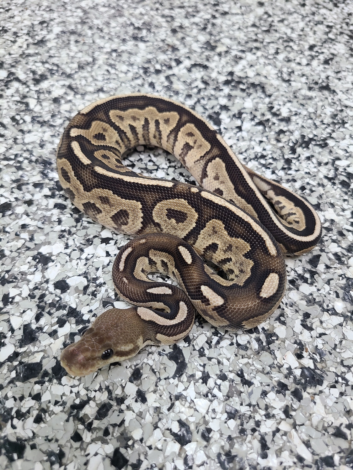 Cinnamon Fire DH Enhancer/Piebald Ball Python by Mutation Creation - MorphMarket