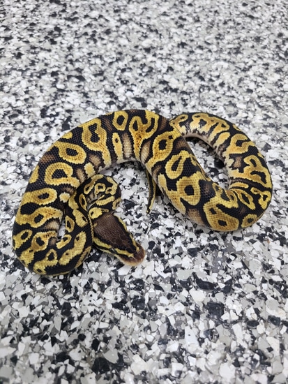 Pastel Asphalt Het Clown Ball Python by Mutation Creation