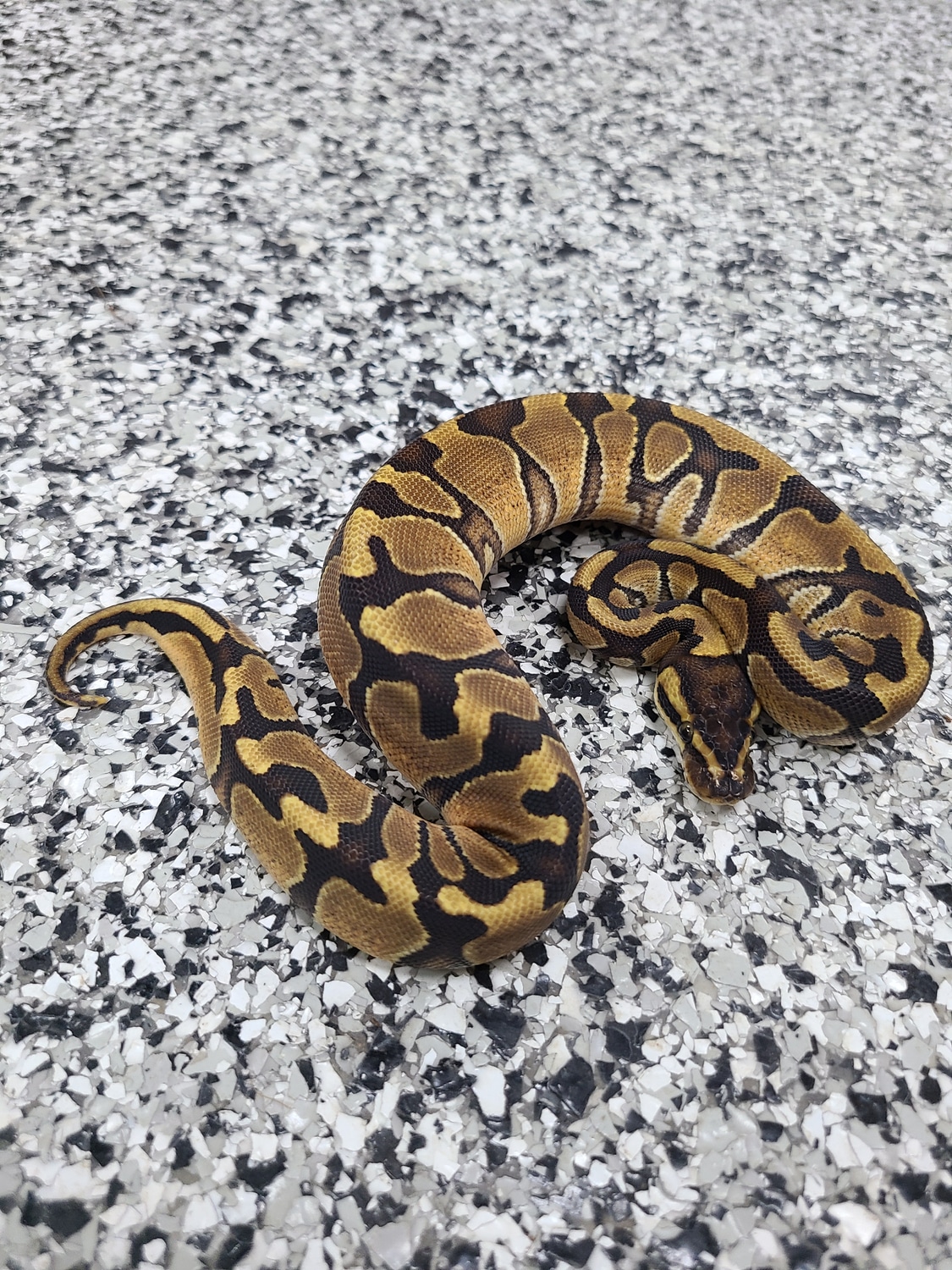 Enchi Special Ball Python by Mutation Creation - MorphMarket