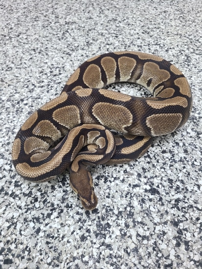 DH Enhancer/Piebald Ball Python by Mutation Creation