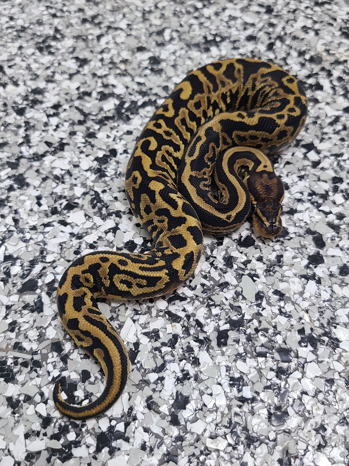 Leopard Special Yellow Belly Het Pied 50% Monsoon Ball Python by ...