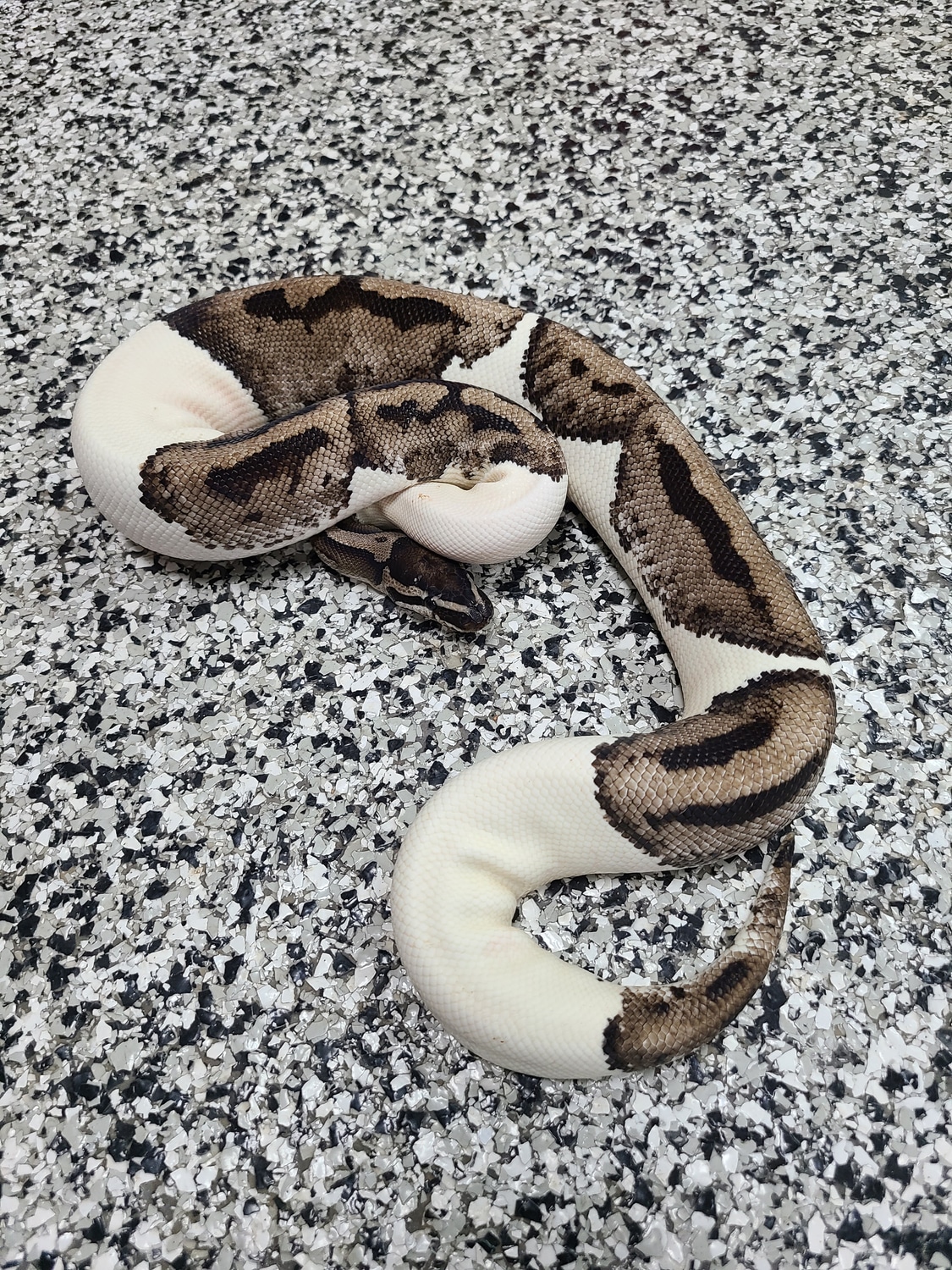 Lightning Piebald Ball Python by Mutation Creation - MorphMarket