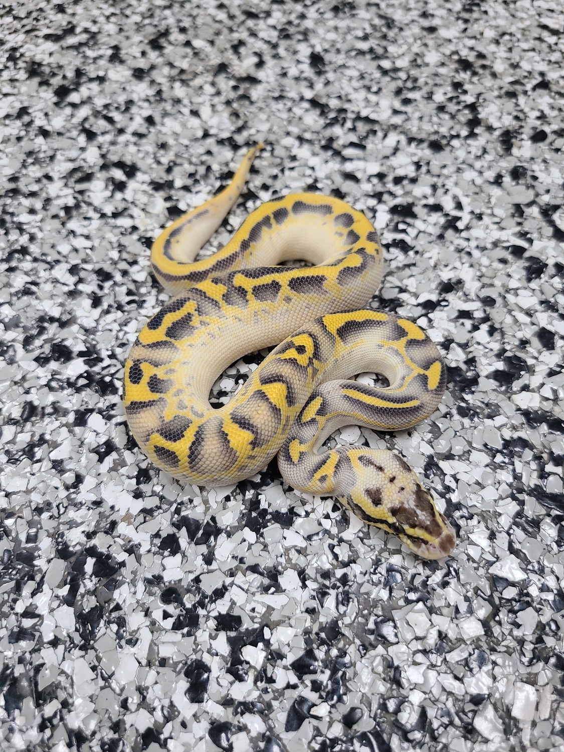 Pastel Leopard Freeway 100% Het Piebald 50% Het Clown Ball Python by ...