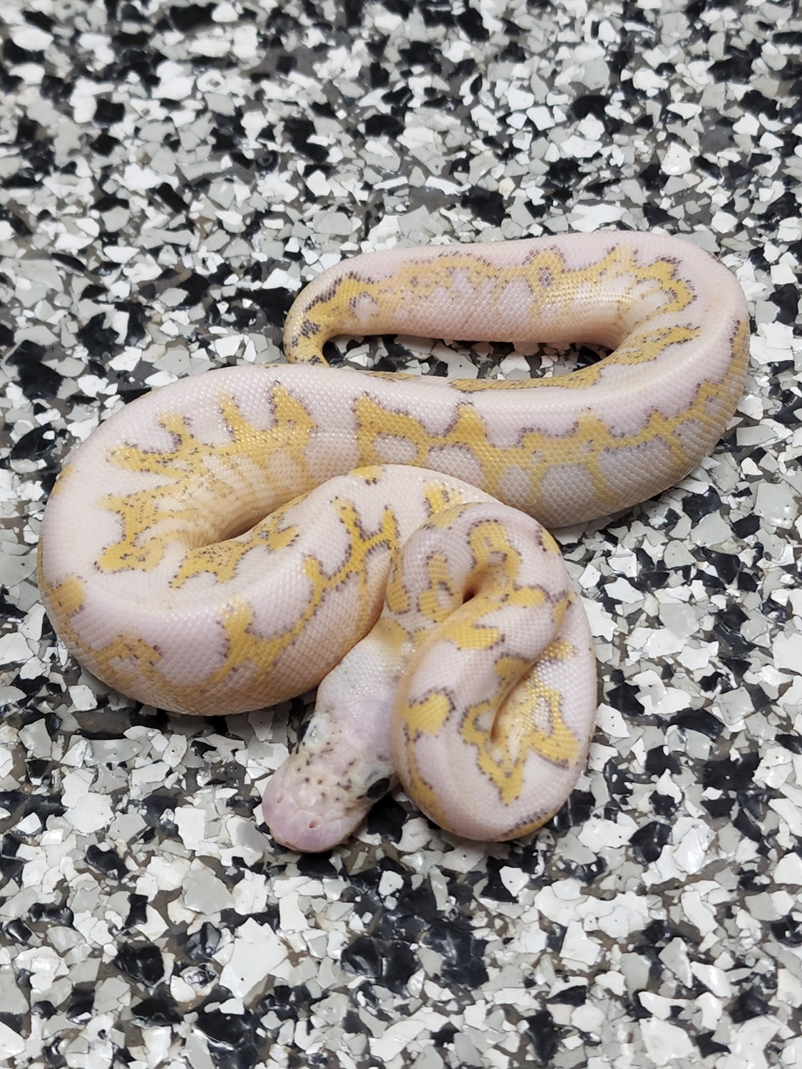 Super Pastel Freeway Clown Ball Python by Mutation Creation - MorphMarket